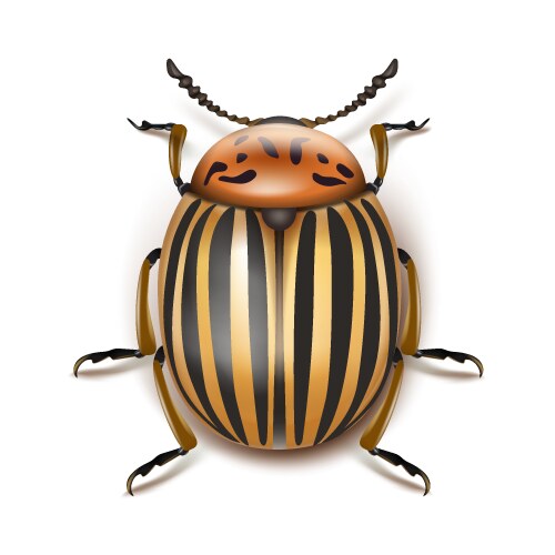 Potato beetle insect cartoon Royalty Free Vector Image