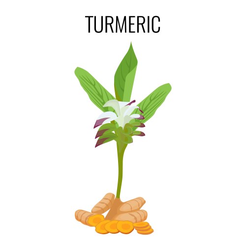 Turmeric Vector Images (over 3,100)