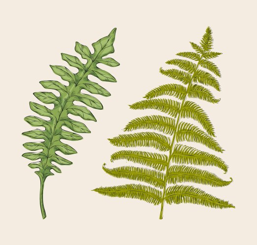 Fern Vector Images (over 19,000)