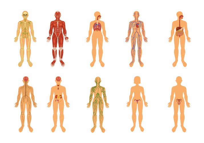 Body Systems Vector Images (over 46,000)