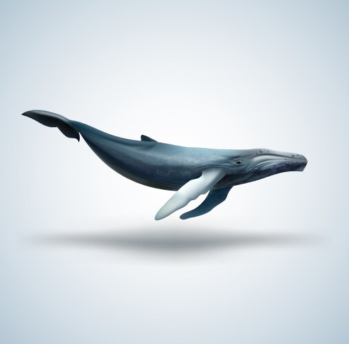 Blue Whale Vector Images (over 14,000)