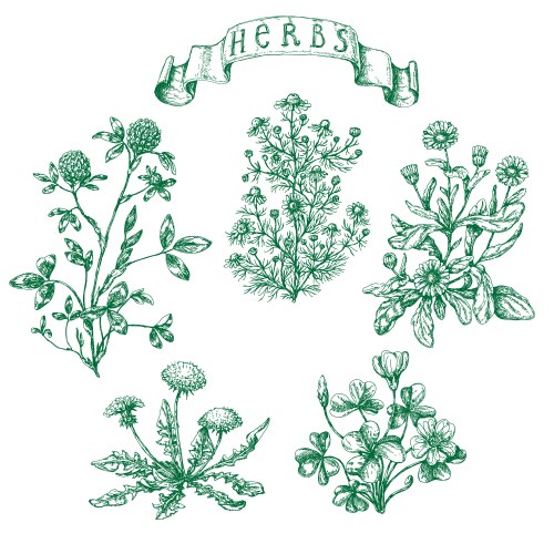 Herbs Vector Images (over 230,000)