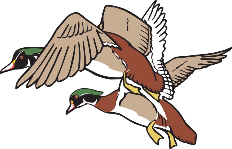 Duck Vector Images (over 61,000)