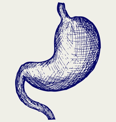 Stomach Vector Images (over 45,000)