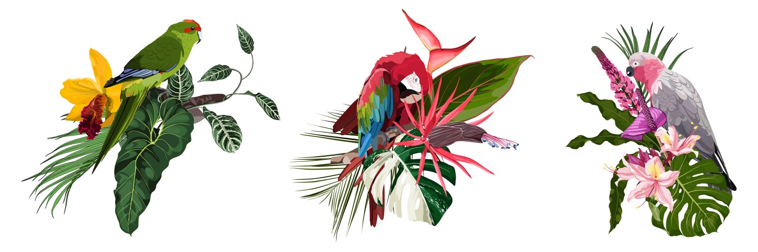 Border Template Parrot Vector Images (over 160)