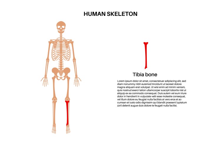 Kid bone structure human skeletal anatomy Vector Image