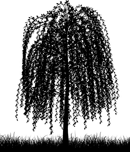 Willow Tree Vector Images (over 3,500)