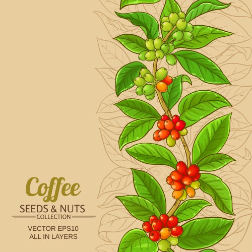 Coffee tree Royalty Free Vector Image - VectorStock