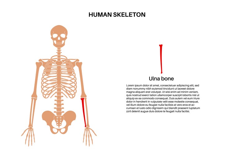 Ulna bone anatomy Royalty Free Vector Image - VectorStock