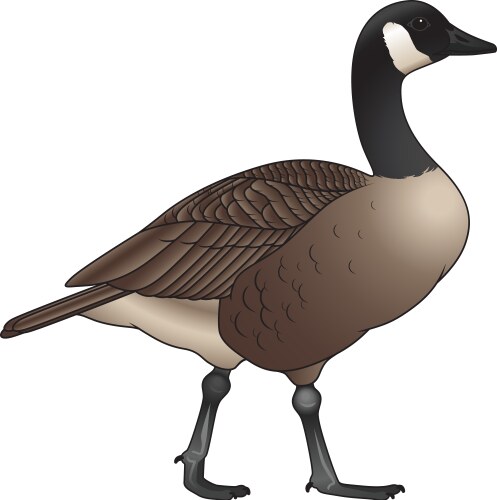 Goose Vector Images (over 32,000)
