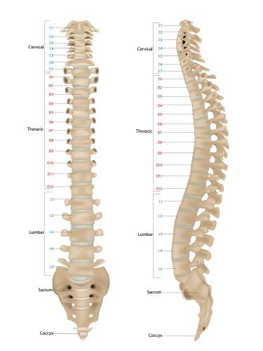 Vertebral Column Vector Images (over 800)