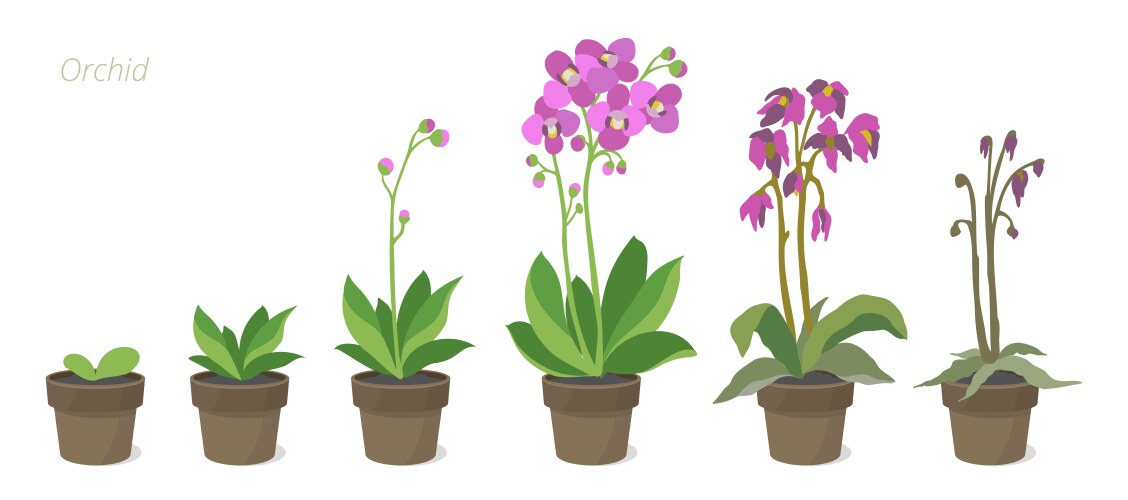 Orchid growth stages Royalty Free Vector Image