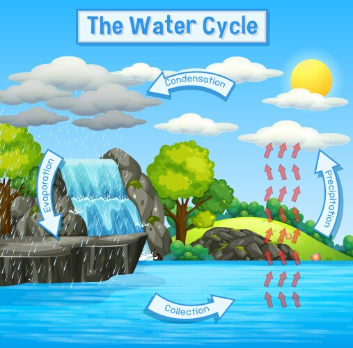 Water Cycle Clipart Vector Images (over 250)