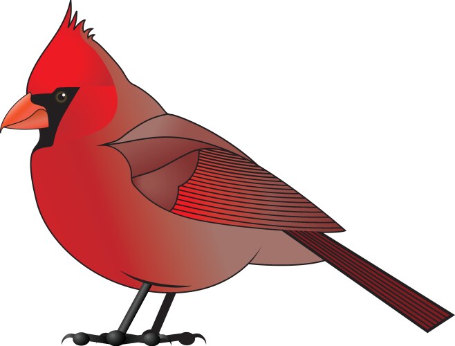 Cardinal Vector Images (over 5,000)