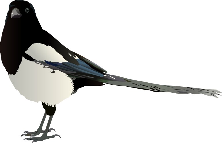 Magpie Vector Images (over 1,500)