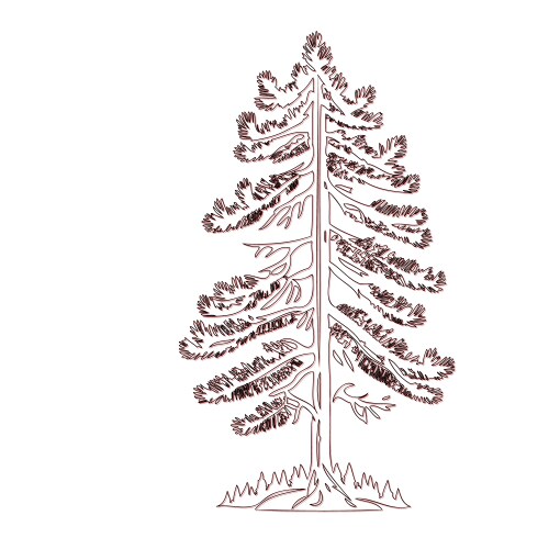 Pine tree nature outline sketch Royalty Free Vector Image