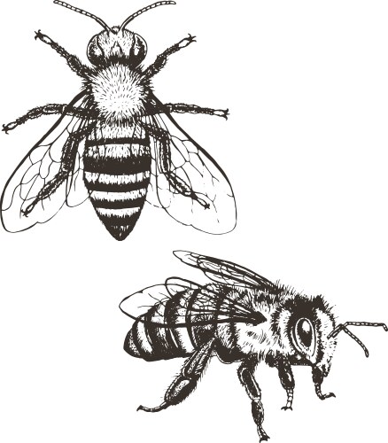 Bee Vector Images (over 94,000)