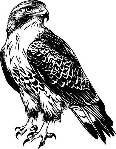 Red Hawks Vector Images (over 6,500)