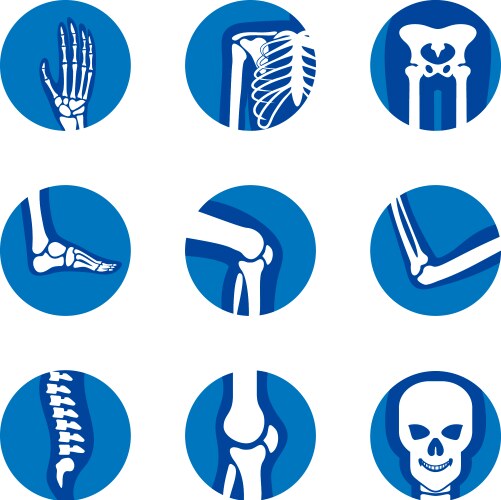 Bone Vector Images & Graphics for Commercial Use | VectorStock