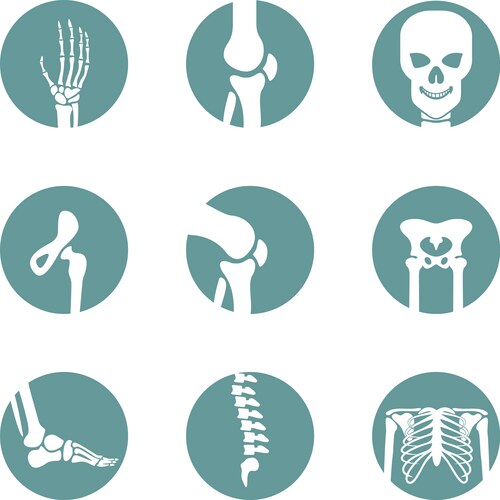 Human anatomy bone Vector Images & Graphics for Commercial Use | VectorStock