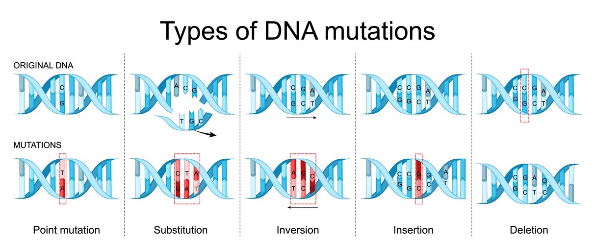 Chromosomal Mutation Types – Royalty-Free Vector | VectorStock