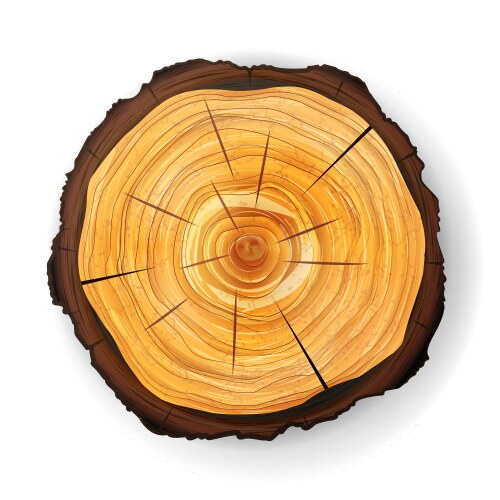 Tree Cross Section Vector Images (over 1,900)