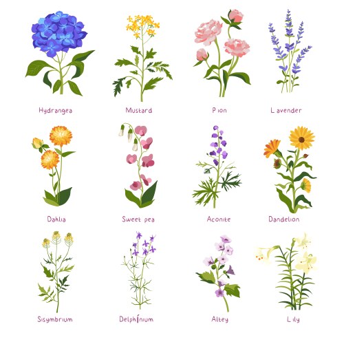 House plants or flowers with names isolated Vector Image