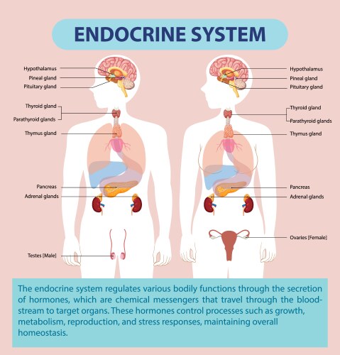 Major endocrine glands and organs Royalty Free Vector Image
