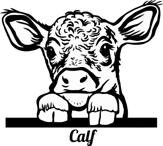 Calf Vector Images (over 19,000)