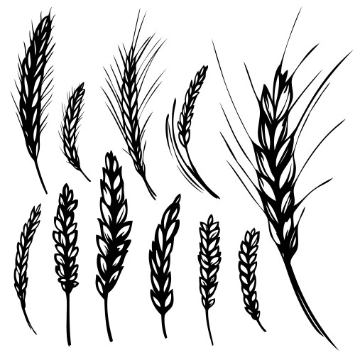 Wheat Vector Images (over 140,000)
