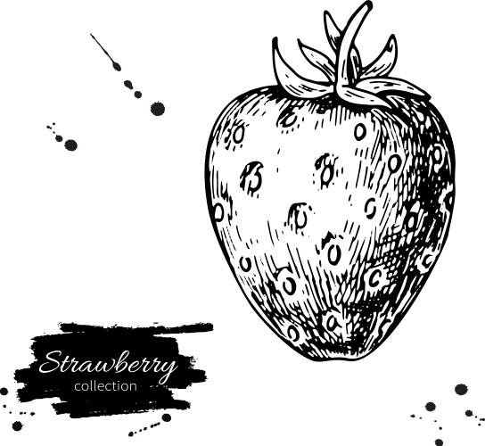 Strawberry hand drawing vintage engraving style Vector Image