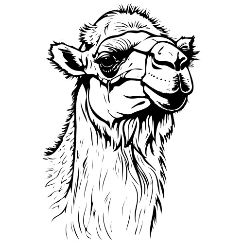 Bactrian camel portrait hand drawn animal Vector Image