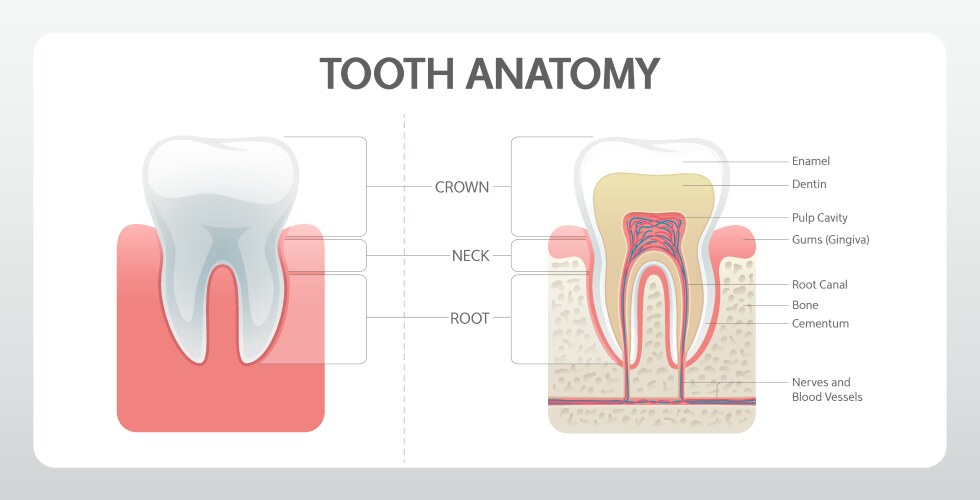 Dental Anatomy Vector Images (over 13,000)
