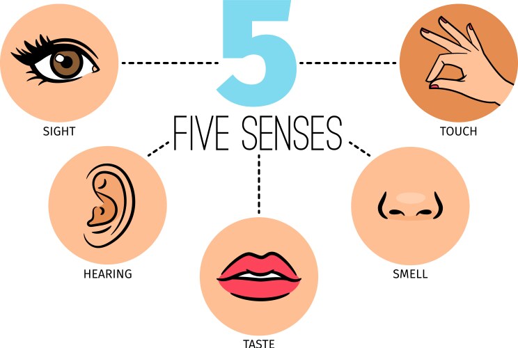 Five Senses Human Perception Icons Royalty Free Vector Image