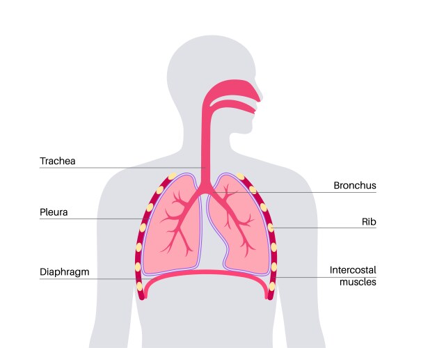Infographic Respiratory System Vector Images (over 1,200)