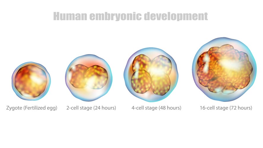 Embryology Vector Images (over 700)