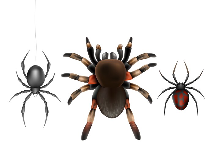 Set hand-drawn spiders poisonous insect Royalty Free Vector