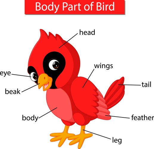 Human body parts Royalty Free Vector Image - VectorStock