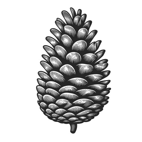 Pinecone Vector Images (over 6,300)