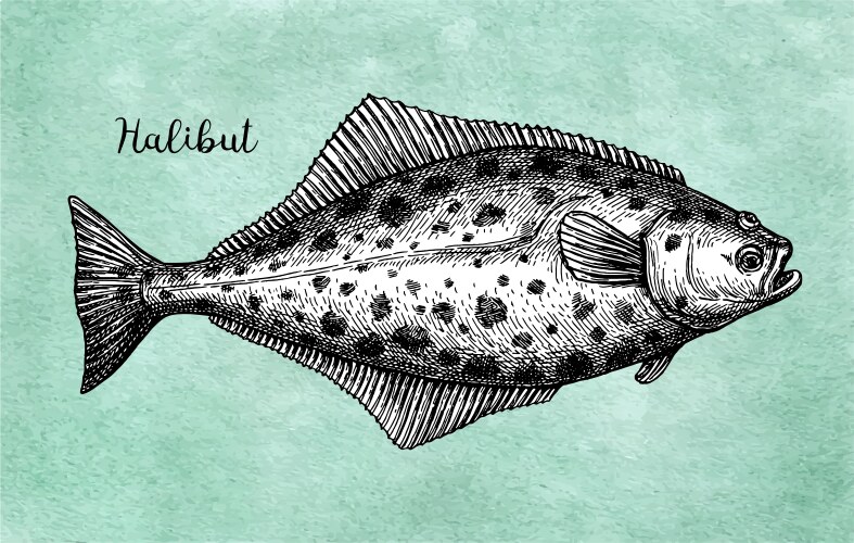 Pacific halibut fish watercolor sketch line art Vector Image