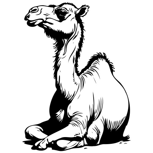 Black bactrian camel sitting drawing vintage Vector Image