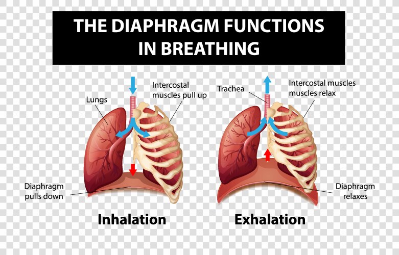 Cycle of breathing inspiration and expiration Vector Image