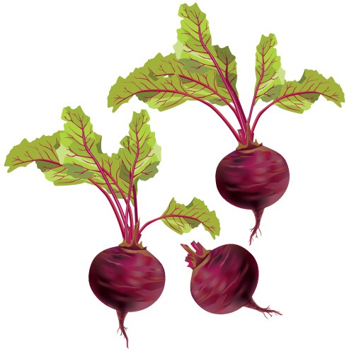 Beet Vector Images (over 16,000)