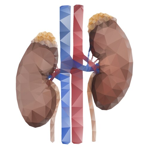 Kidney Vector Images (over 22,000)