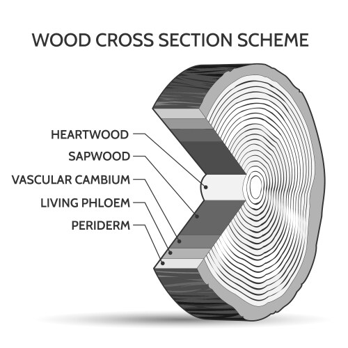 Wood cross section scheme sketch Royalty Free Vector Image