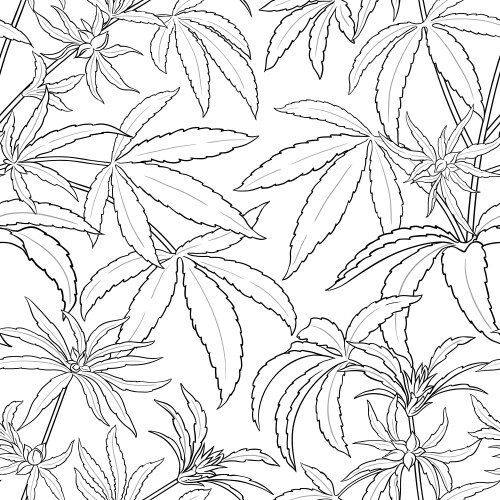 Hemp plant colored detailed Royalty Free Vector Image
