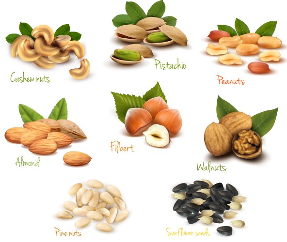 Realistic fresh nuts template Royalty Free Vector Image