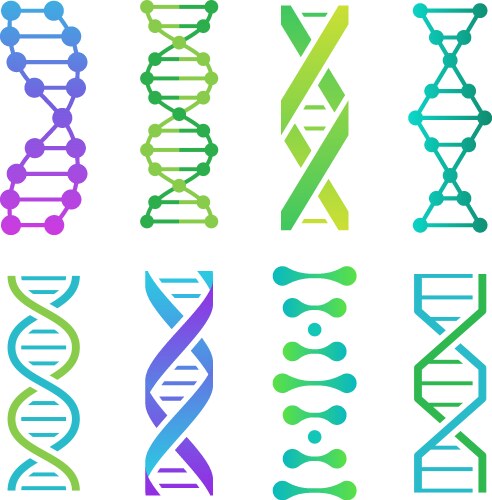 Dna and rna structure Royalty Free Vector Image