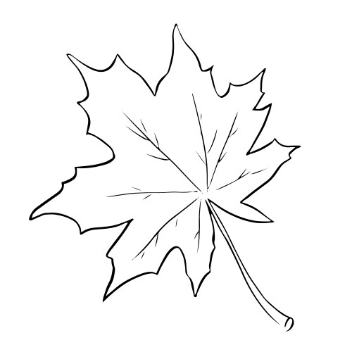 Maple Leaf Outline Vector Images (over 10,000)