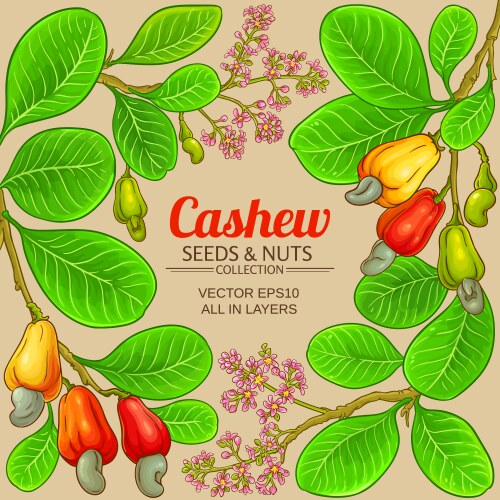 Cashew branches set on white background Royalty Free Vector
